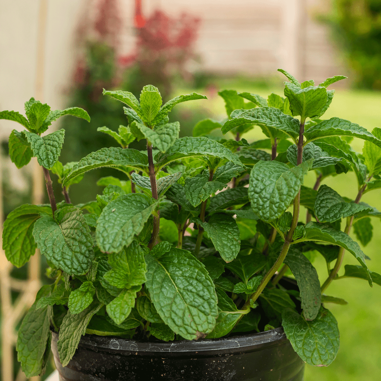 Mięta w doniczce XL Niska cena w ALDI