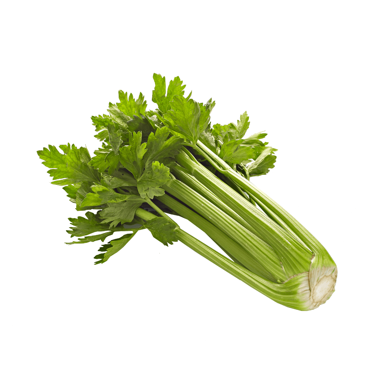 ŚWIEŻEJESZ Seler naciowy Niska cena w ALDI